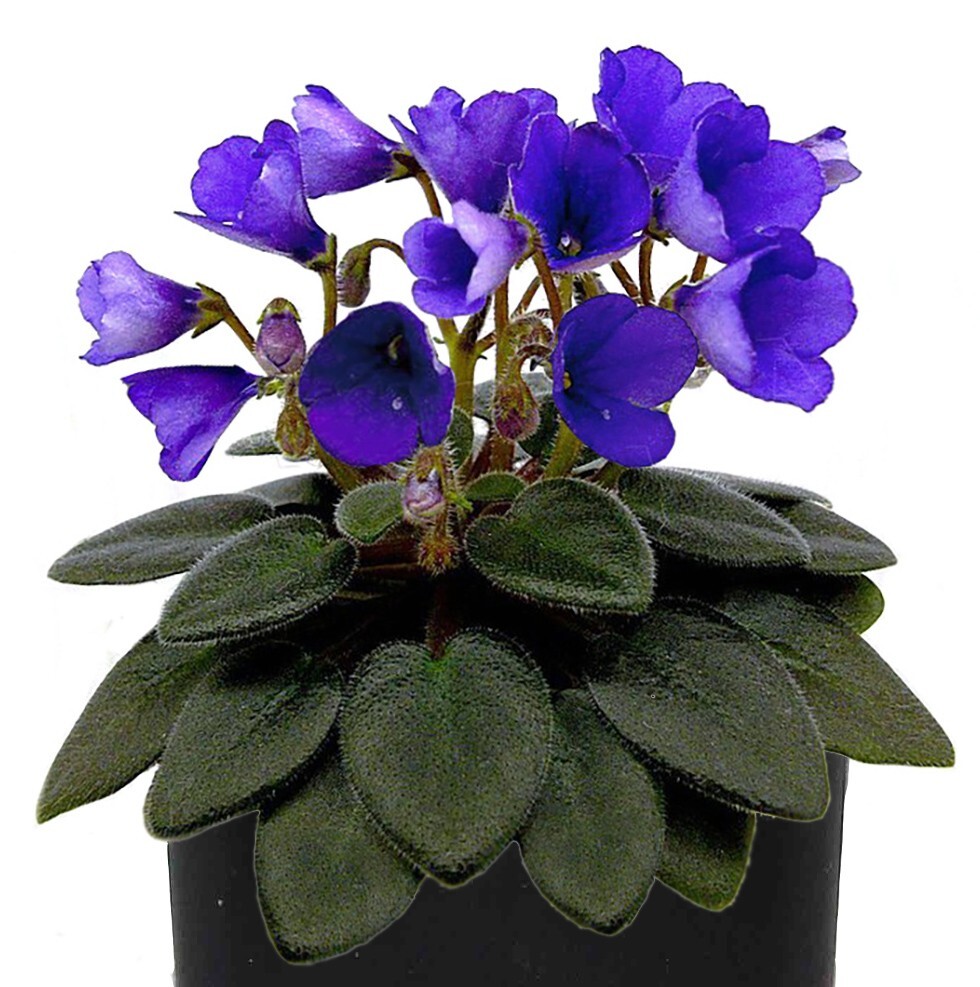 African Violet 'Jolly Blue Bells' (Micro)!-TWO LEAVES | eBay
