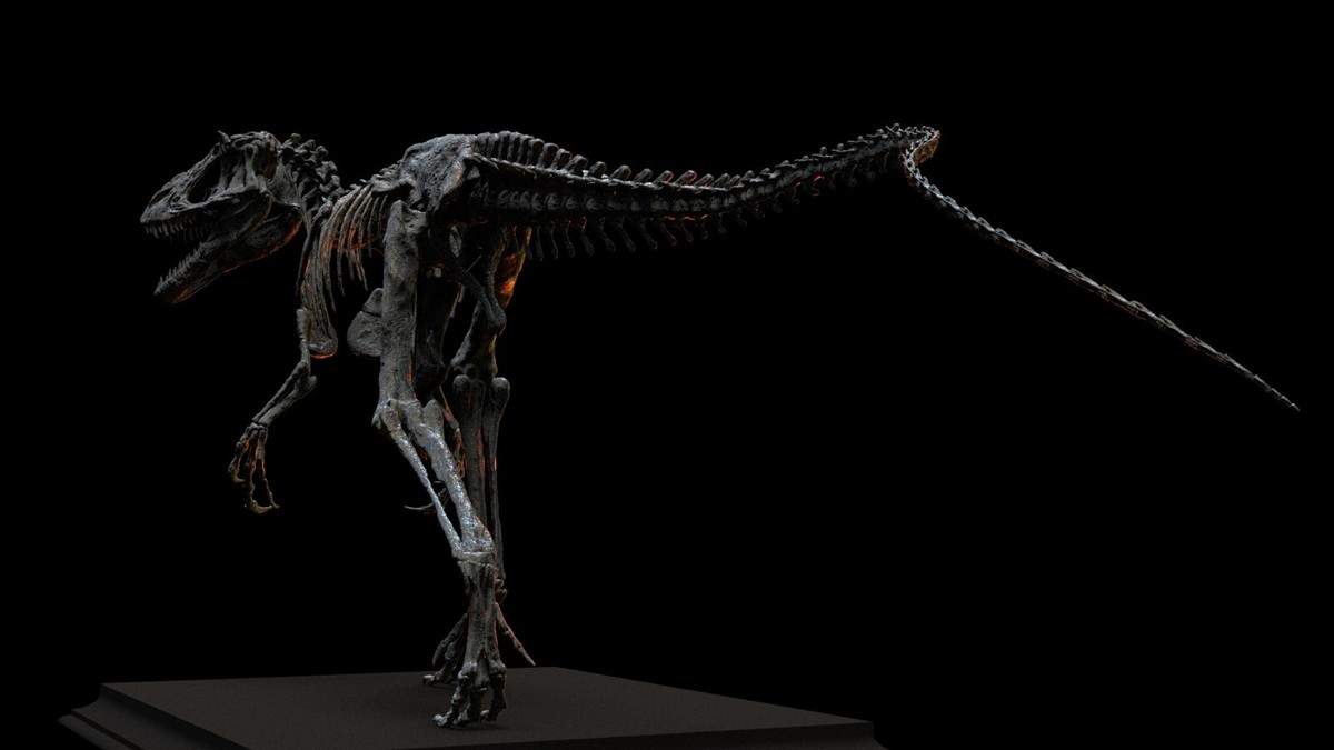 Yutyrannus Skeleton Yutyrannus Huali Hi Res Stock Photography And