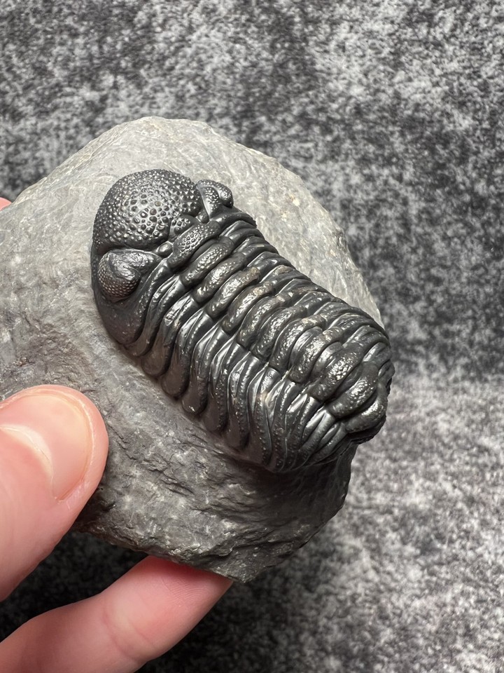 Moroccops sp. Trilobite Fossil – Bumpy, Highly Detailed Specimen | eBay