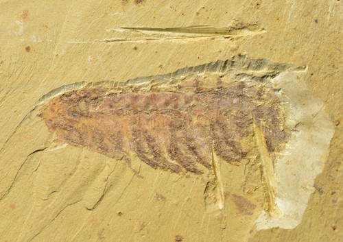 SUPER Leanchoilia Arthropod Fossil, Lower Cambrian Chengjiang Biota of ...