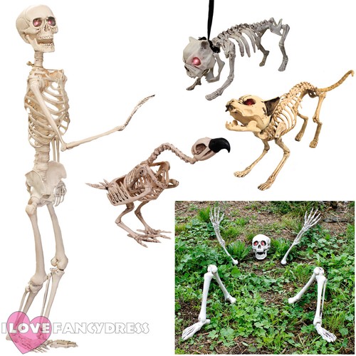 SKELETON PROP DECORATION HALLOWEEN FANCY DRESS PARTY CHOOSE STYLE | eBay