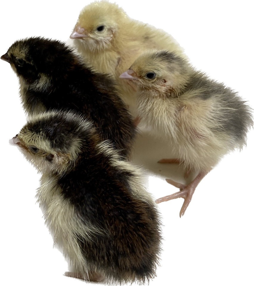 20-Celadon (100% True Blue) & Jumbo Pearl Fee Coturnix Quail Hatching ...