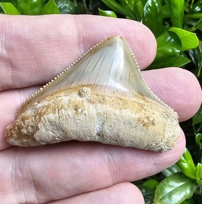 Peruvian Posterior Megalodon Shark Tooth Fossil Not Chubutensis Peru | eBay