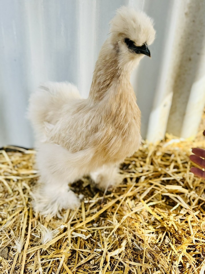 7+ Fertile Silkie Eggs Calico, White, Black, Splash, Paint, Gray ...