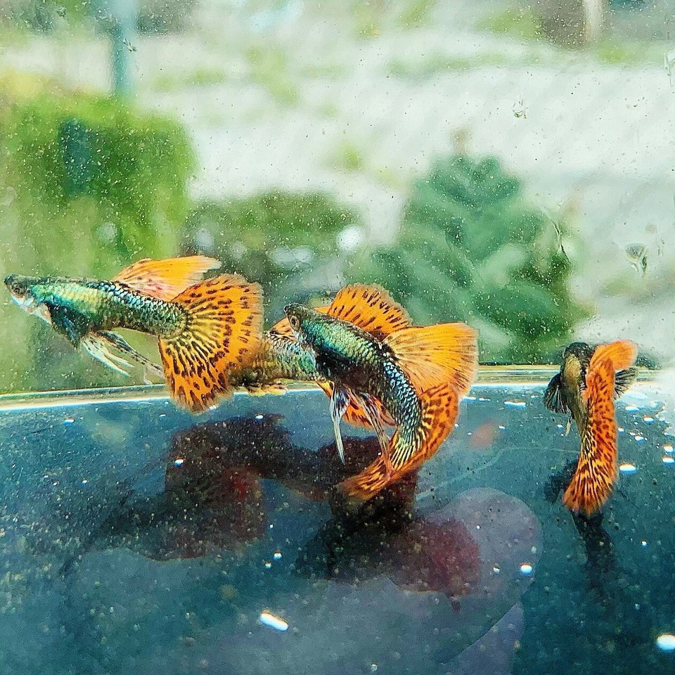 Pack Of 5 Live Dumbo Red Dragon Guppy Fry- Live Freshwater Fish Buy 2 ...