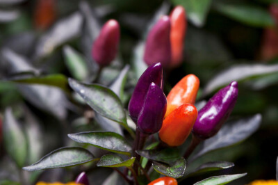 Explosive Ember Pepper, 10+ Organic Grown Seeds | eBay