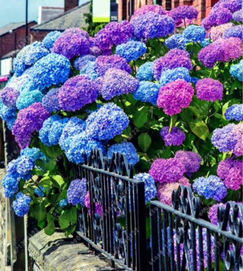 25pc HYDRANGEA SEEDS Garden Plant Flower rare exotic USA seller FREE ...