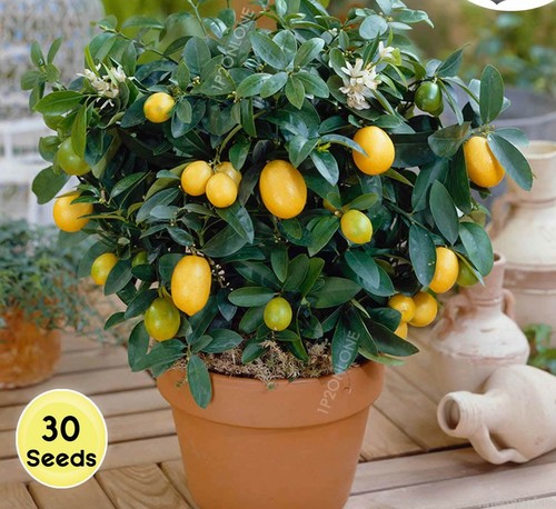 30 Dwarf Lemon Tree Indoor House Plant Outdoor Plants Seeds RARE Home ...