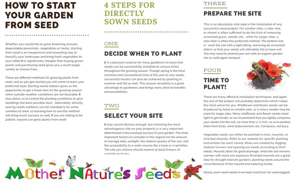 Sunflower MEXICAN TORCH Bees, Butterflies, Hummingbirds USA Non-GMO 100 ...