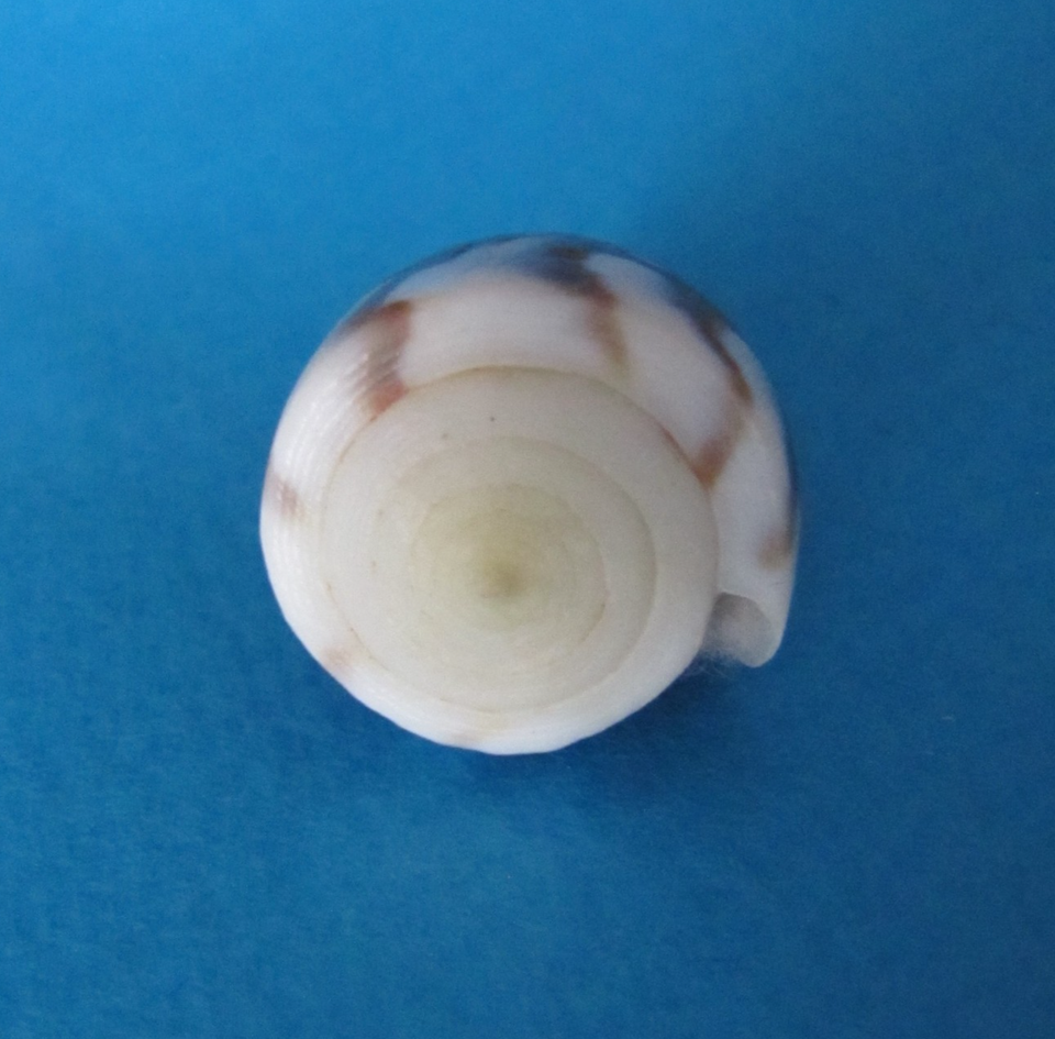 Conus rattus (Rhizoconus) 31,6 mm f+++ Nouvelle Calédonie " Beau ...