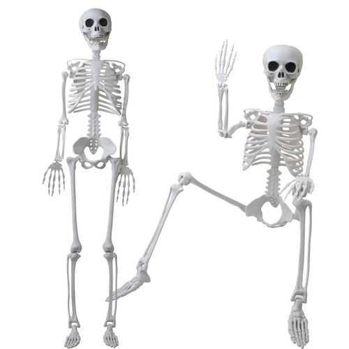 36" Halloween Skeleton Decorations, 3ft Life Size Human Skeleton with ...