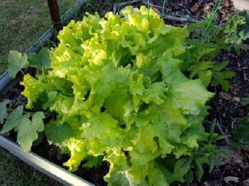 LETTUCE AUSTRALIAN YELLOW SEEDS Lactuca sativa Vegetable Seeds Lettuce ...