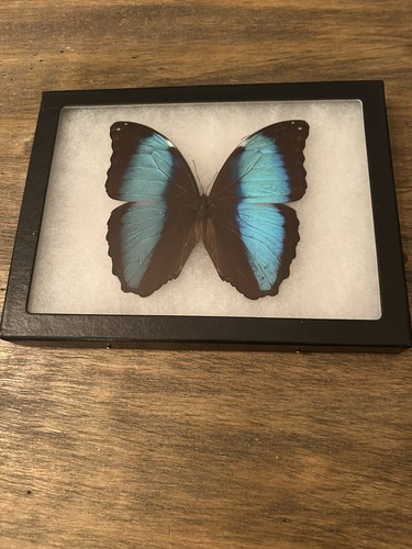 Morpho REAL Black FRAMED BUTTERFLY BLUE MORPHO PERU South America | eBay