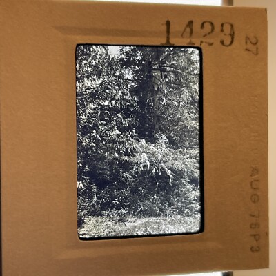 1429 Edward Curtis Tsawatenok Tree Burial Native American Photography ...