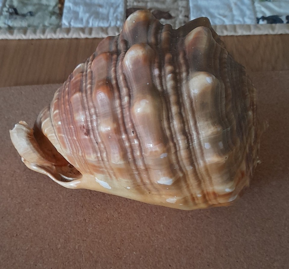 OLD LARGE CONCH SEA SHELL | eBay