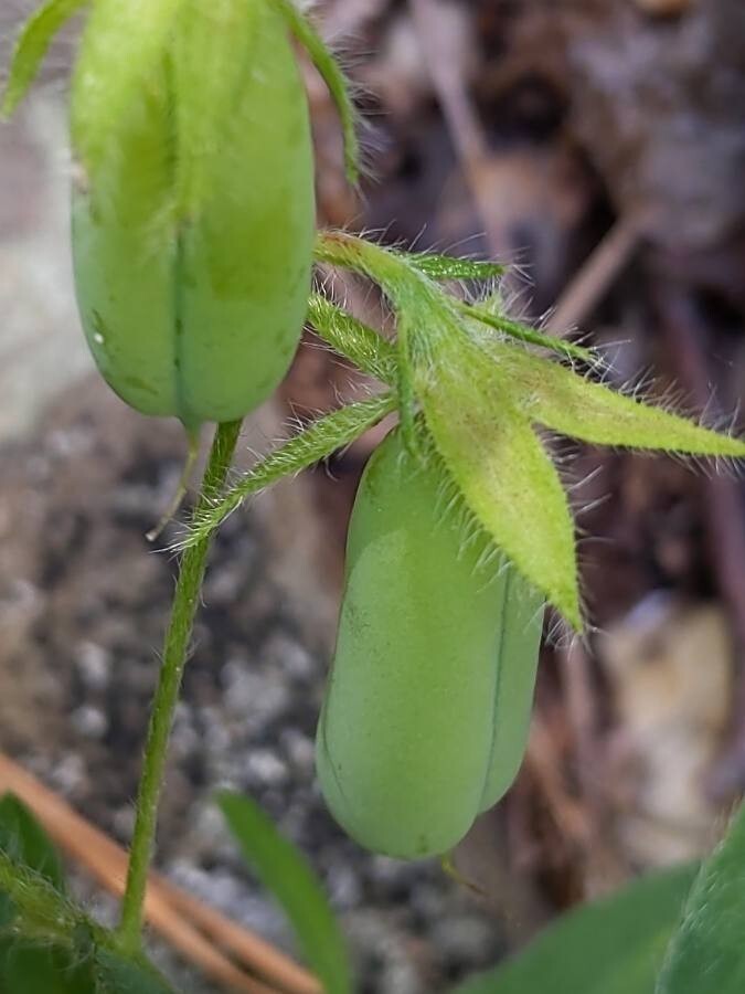 Crotalaria sagittalis 25 Seeds - Rattlebox | eBay