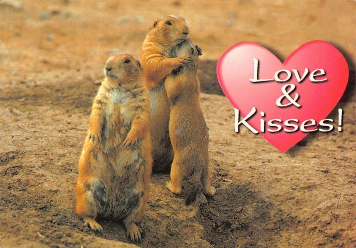 Prairie Dogs Hugging