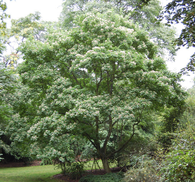 Tetradium Daniellii - 50 Seeds - Korean Evodia or Bee Bee Tree | eBay