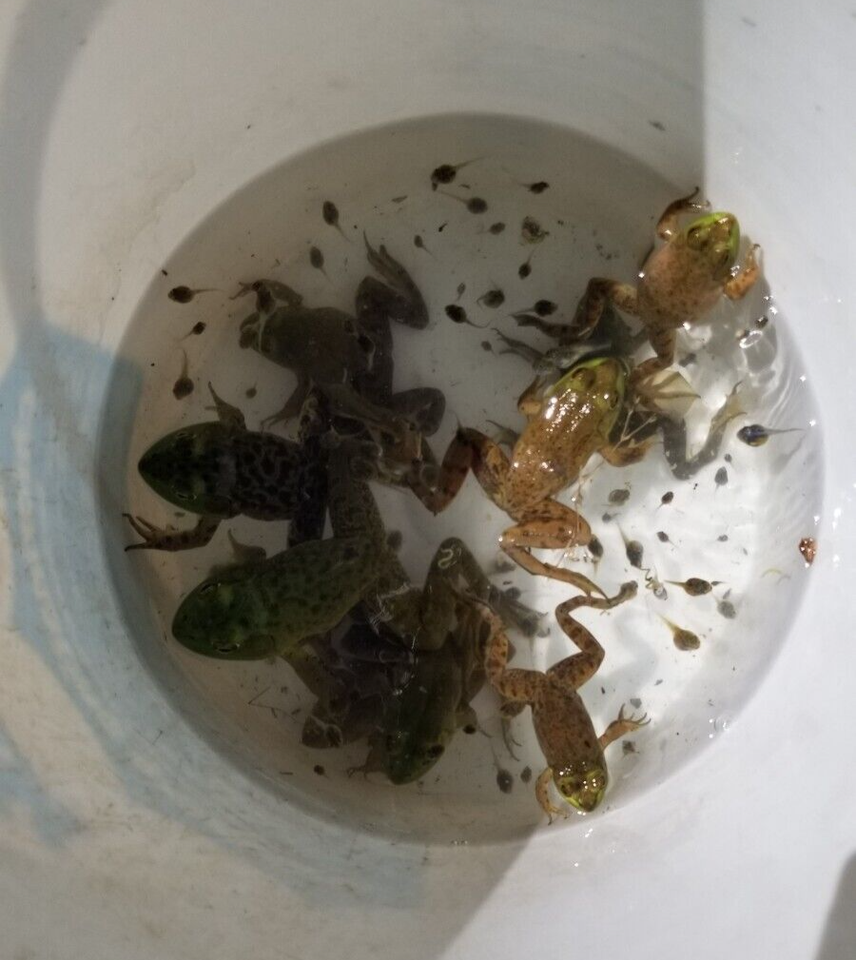 20 Live Wild Bred Tree & Bullfrog Tadpoles - Pickup, Meet, Available In ...