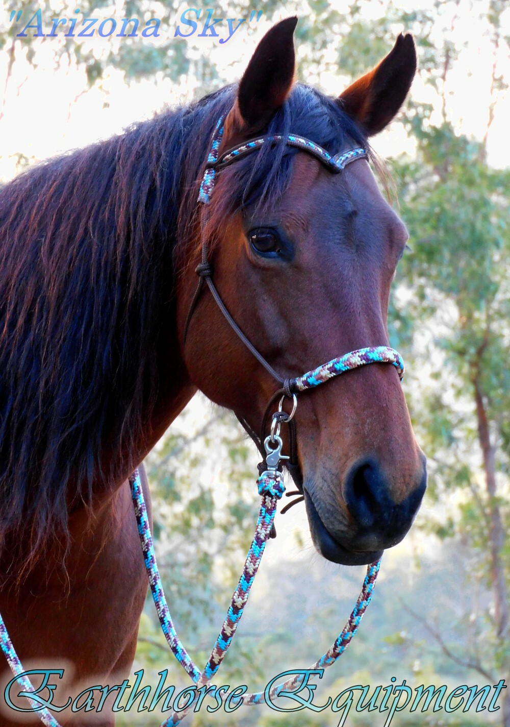 V Brow Bitless bridle/riding halter set dark brown with "Arizona Sky ...