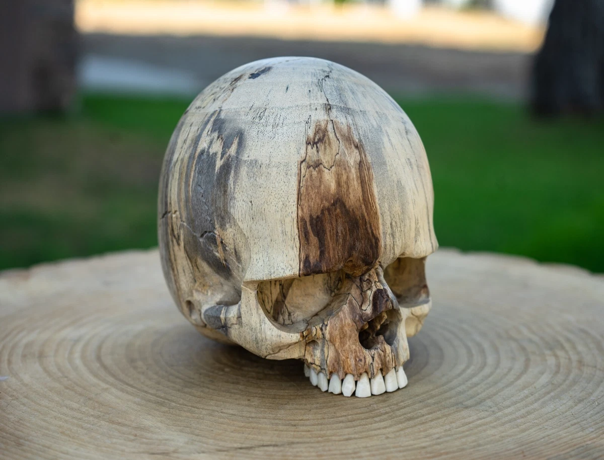 Human Skull Jawless