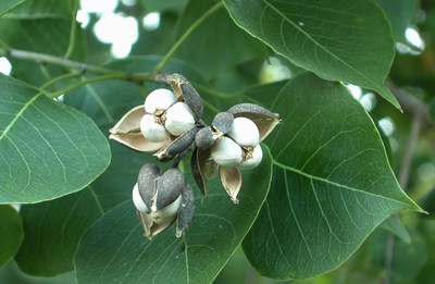LIVE PLANTS CHINESE TALLOW TREE POPCORN CHICKEN FLORIDA ASPEN TRIADICA ...