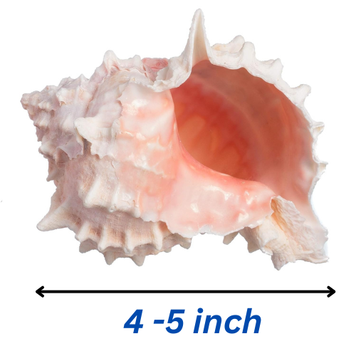 Large Natural Conch Seashells Pink Murex Rare Real Aquarium Home Decor ...