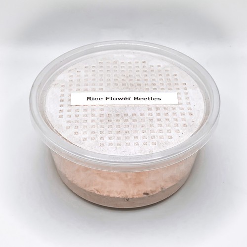 Rice Flour Beetle 100+ (Tribolium confusum) Fruit Fly Pinhead ...