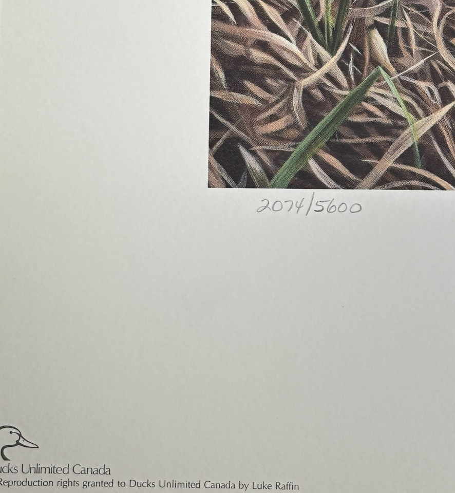 Vtg 1990 Luke Raffin "Mallard" Signed 2074/5600 Ducks Unlimited 26" x ...