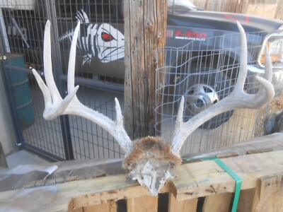 Craft WHITETAIL DEER RACK 5x4 Antlers mule mount taxidermy elk moose | eBay