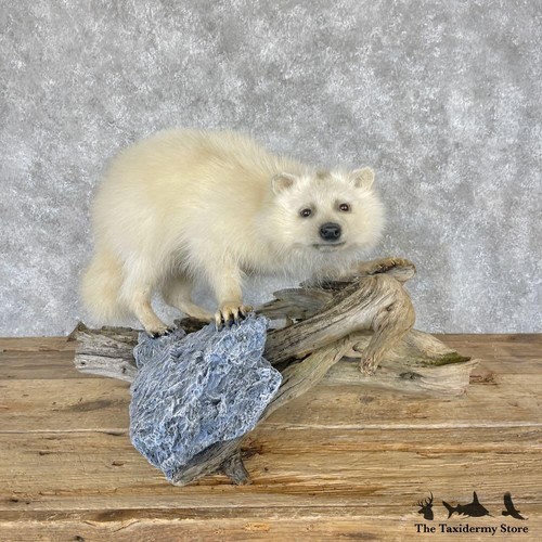 #28248 P | White Raccoon Life-Size Taxidermy Mount For Sale - Coon ...