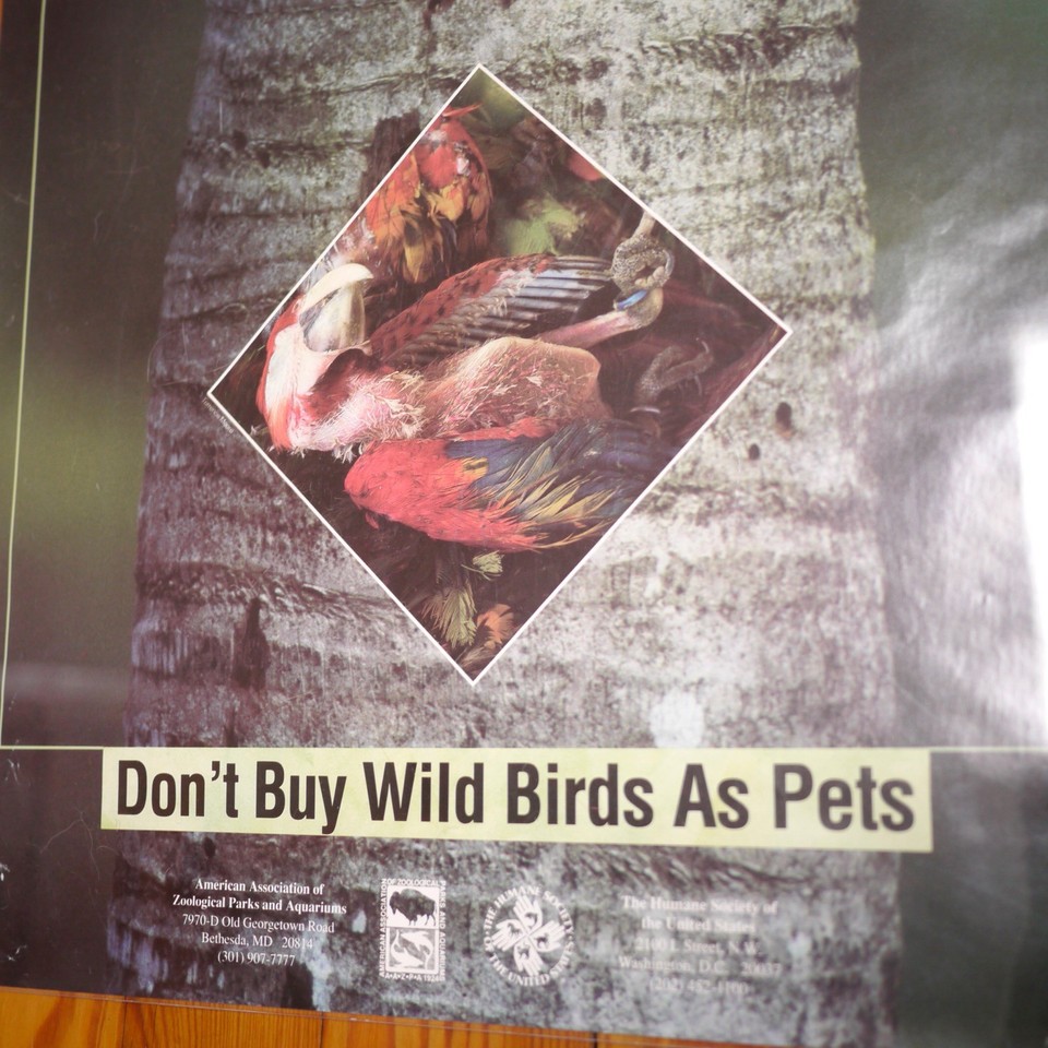 Vtg HELP SAVE WORLDS BIRDS Exotic Parrots Animal Activist Humane ...