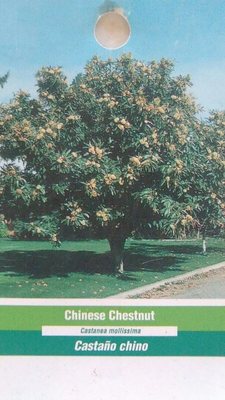 Chinese Chestnut Tree Live Home Landscape Plants Nut Hard Wood Shade ...