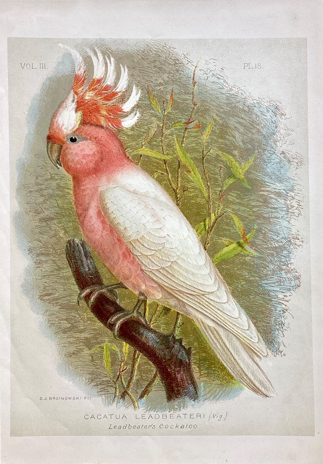 “CACATUA LEADBEATERI"; Cockatoos, Broinowski's Birds of Australia, 1889 ...