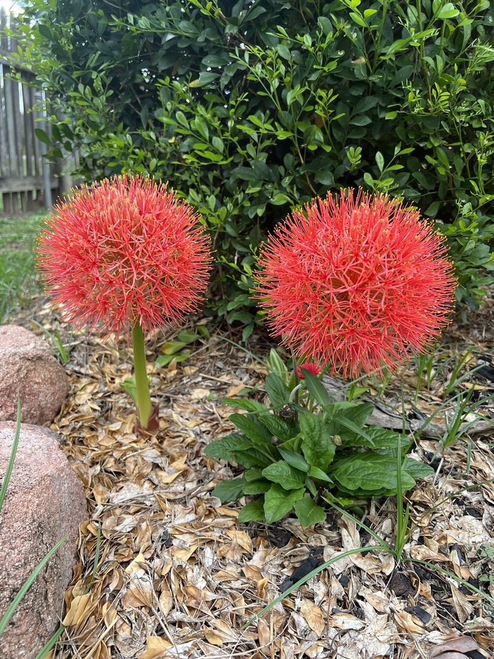 FireBall Lily X 1 Bulb (Scadoxus multiflorus) | eBay Australia