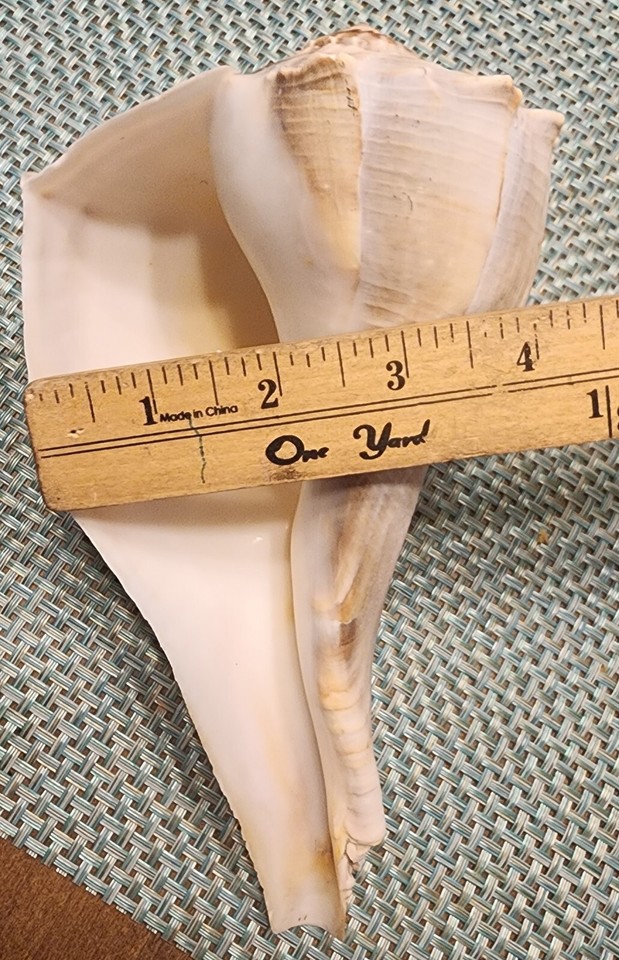 8x4 Florida Lightning Whelk Seashell | eBay