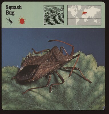 Squash Bug Safari Cards Rencontre Insects | eBay