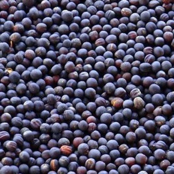 5 Lb Dwarf Essex Rape SEED Forage Food Plot Bulk DEER turkey attractant ...