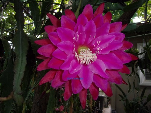 Epiphyllum Orchid Cactus " KIWI POP IDOL " Cutting | eBay