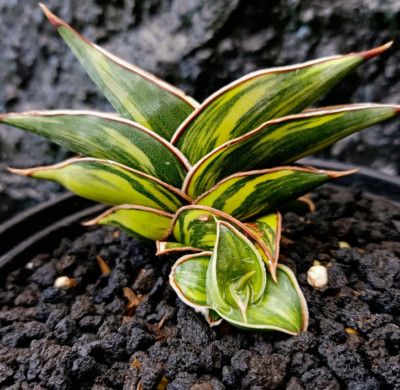 Sansevieria Rorida Variegated - Aroid Variegated - Plant Gift | eBay