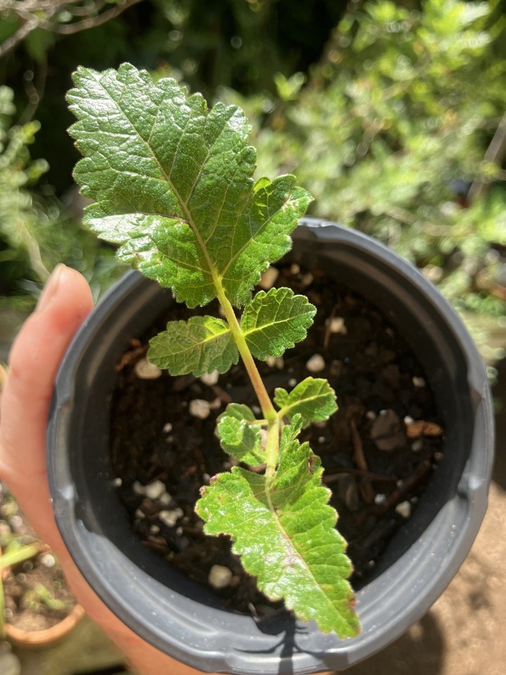 Boswellia papyrifera Extremely Rare Endangered Frankincense Tuber Clone ...