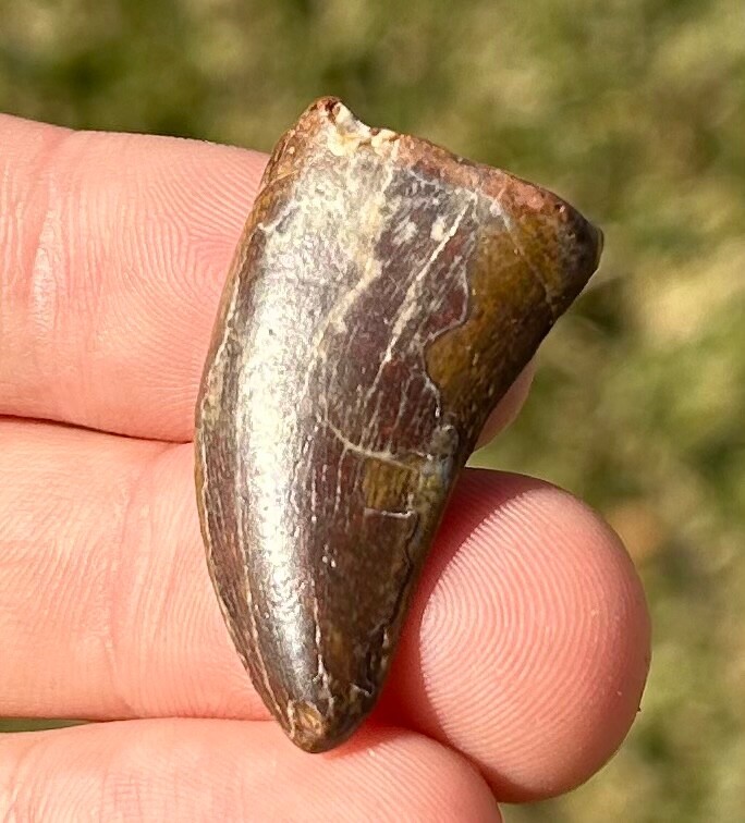 NICE Fossil Dinosaur Tooth from Niger Eocarcharia dinops Theropod Rare ...