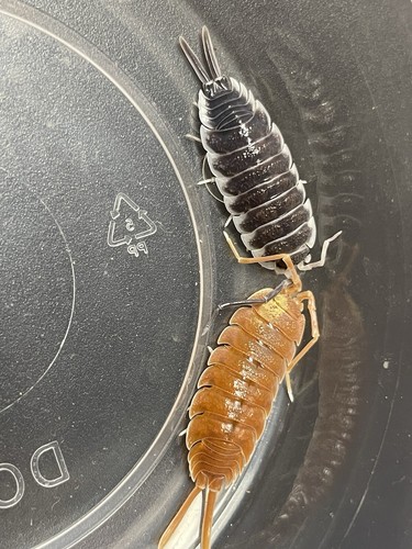 10ct Porcellio Magnificus AND 10ct Porcellio Hoffmannseggi Spanish ...