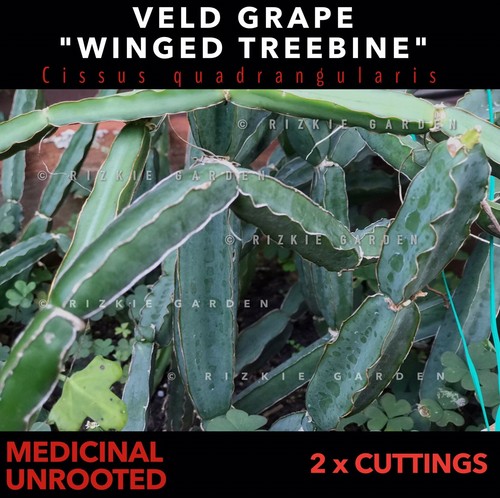 Veld Grape, Cissus quadrangularis, Adamant, Medicinal x 2 Unrooted ...