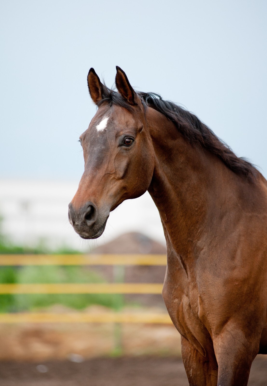 Snowflake Supreme Quality Wood Shavings 15kg (Approx) Dust Free Animal ...