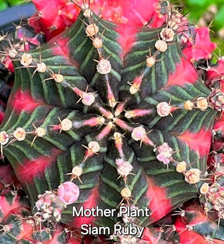Gymnocalycium Variegated Clone Siam Ruby Pink Green Red Tone Rare ...