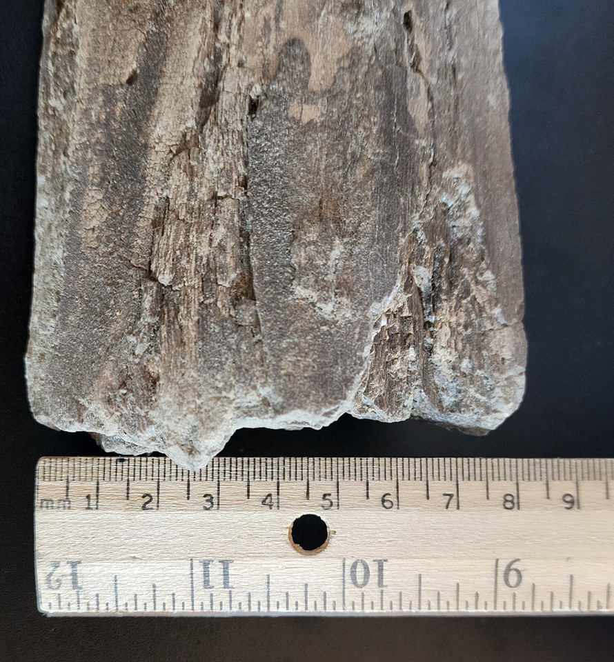 Petrified Wood Very Heavy Nice Definition | eBay