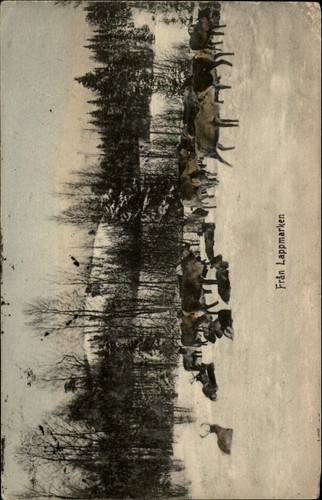 Reindeer Lapland Finland vintage postcard s655 | eBay