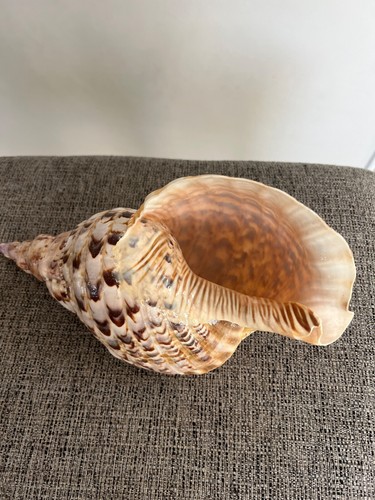 Triton Charonia Conch Seashell Trumpeted Shell 12”Pacific Sea Beach ...
