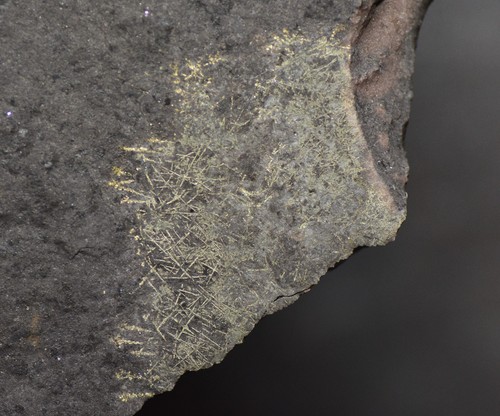 MUSEUM GRADE Lower Ordovician Sponge Fossil, Pyritized! First in 100 ...